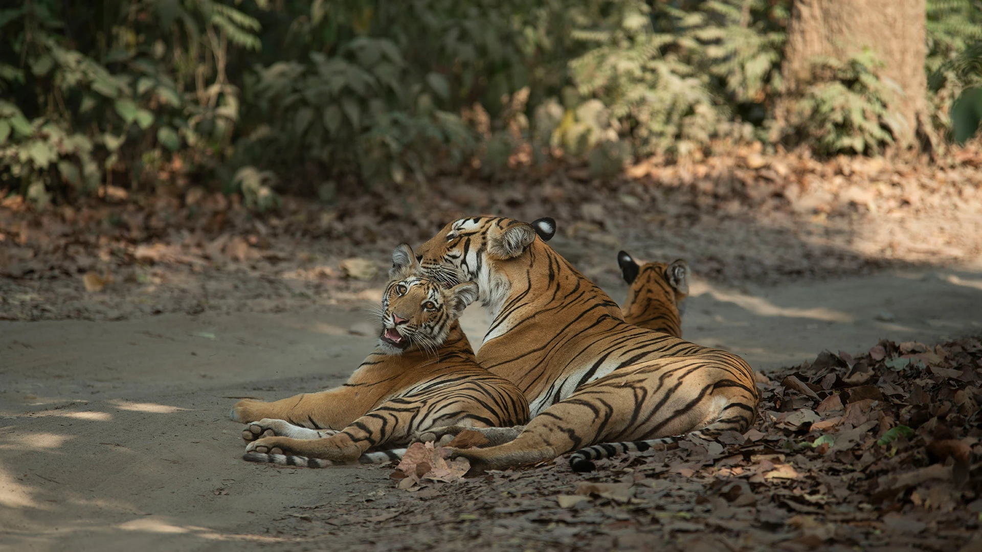 The Magical World of Corbett Tiger Reserve - Safari Lab | Tiger Safari ...