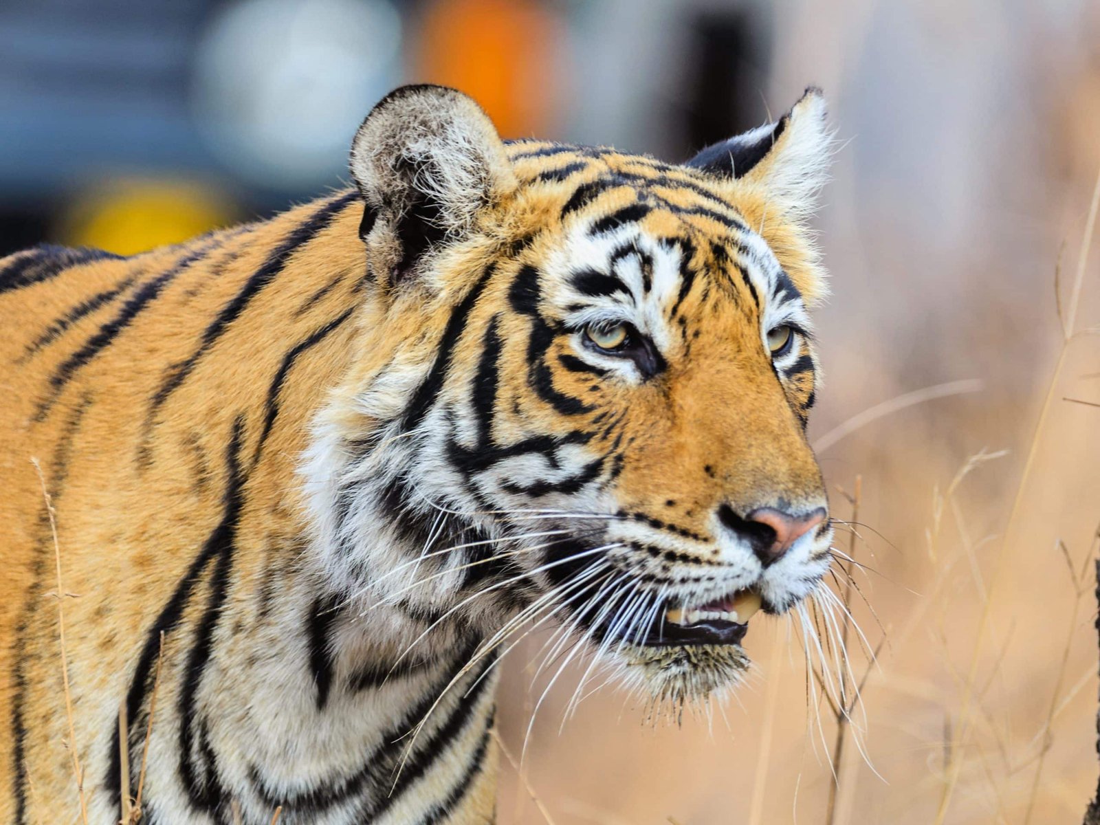 Tadoba - Safari Lab | Tiger Safari in India | Wildlife Tour Packages