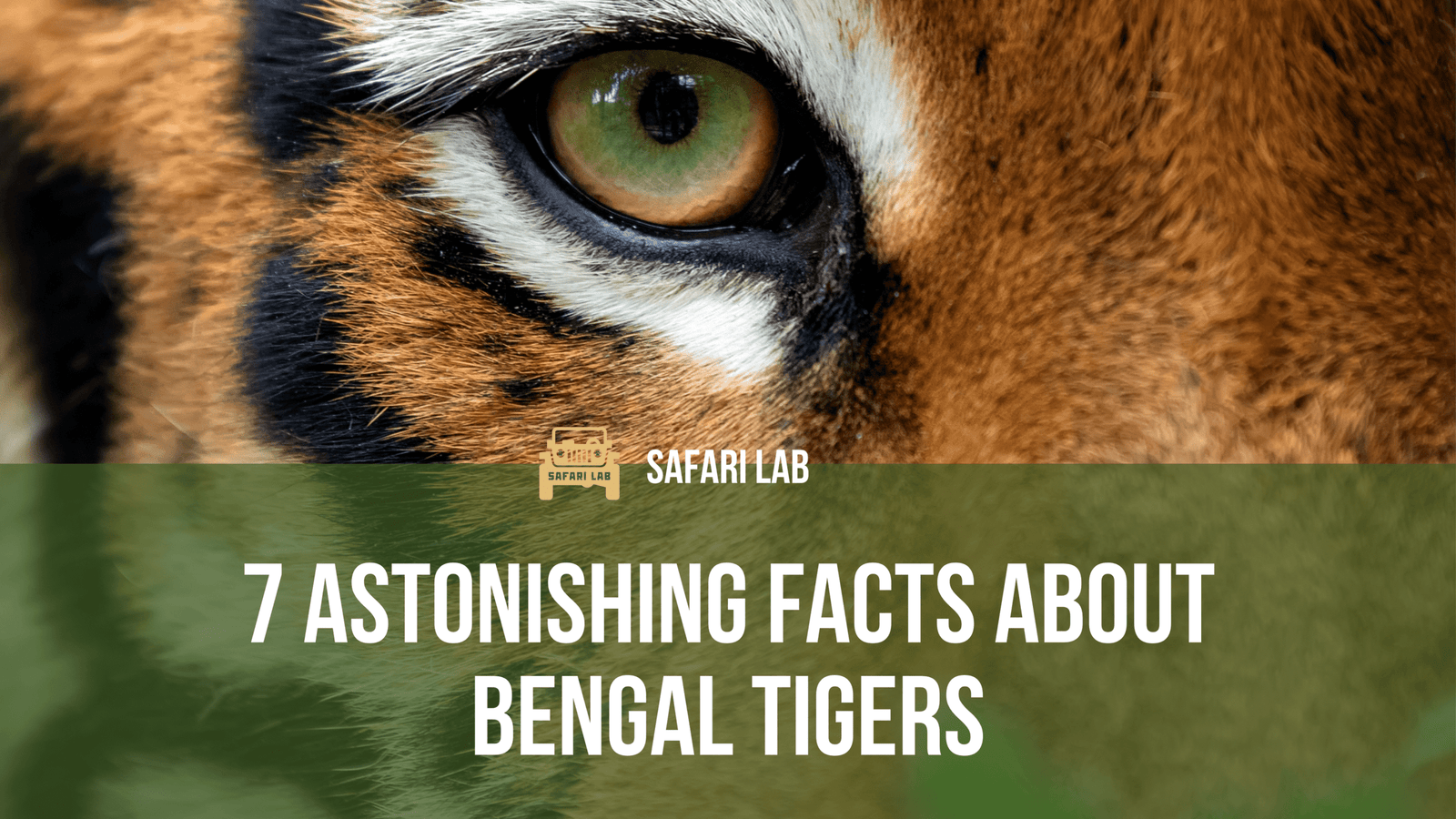 Facts About Tigers - Safari Lab | Tiger Safari in India | Wildlife Tour ...