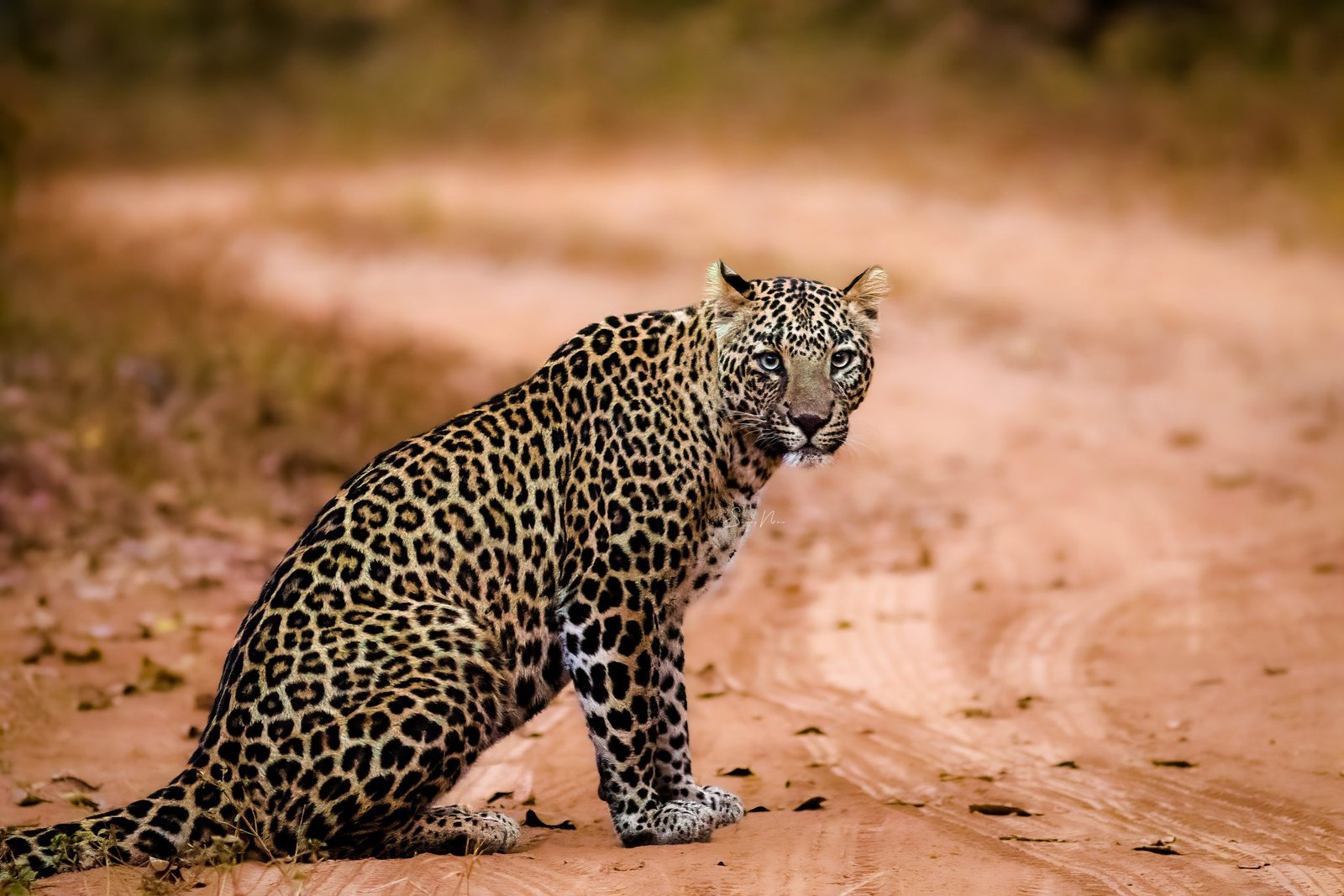 Nagzira Tiger Reserve - Safari Lab | Tiger Safari in India | Wildlife ...