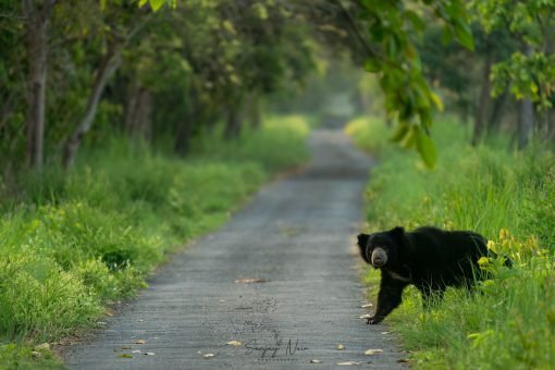 Bears of India: A Definitive Guide to Subcontinent Species - Safari Lab ...