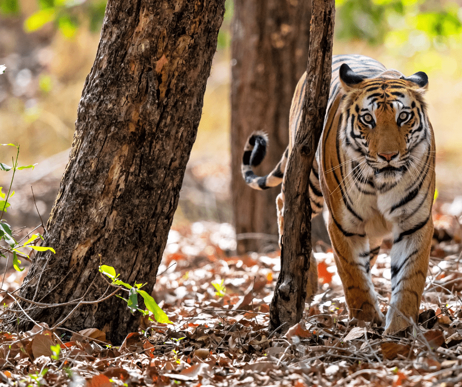 Pench Tiger Reserve - Safari Lab | Tiger Safari in India | Wildlife ...
