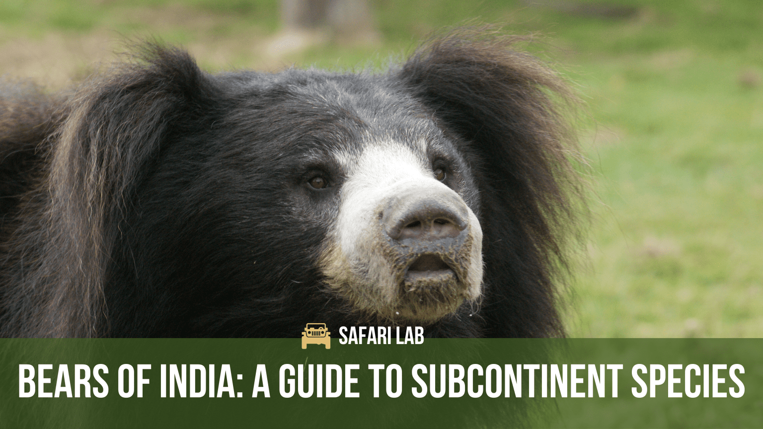 Bears of India: A Definitive Guide to Subcontinent Species - Safari Lab ...