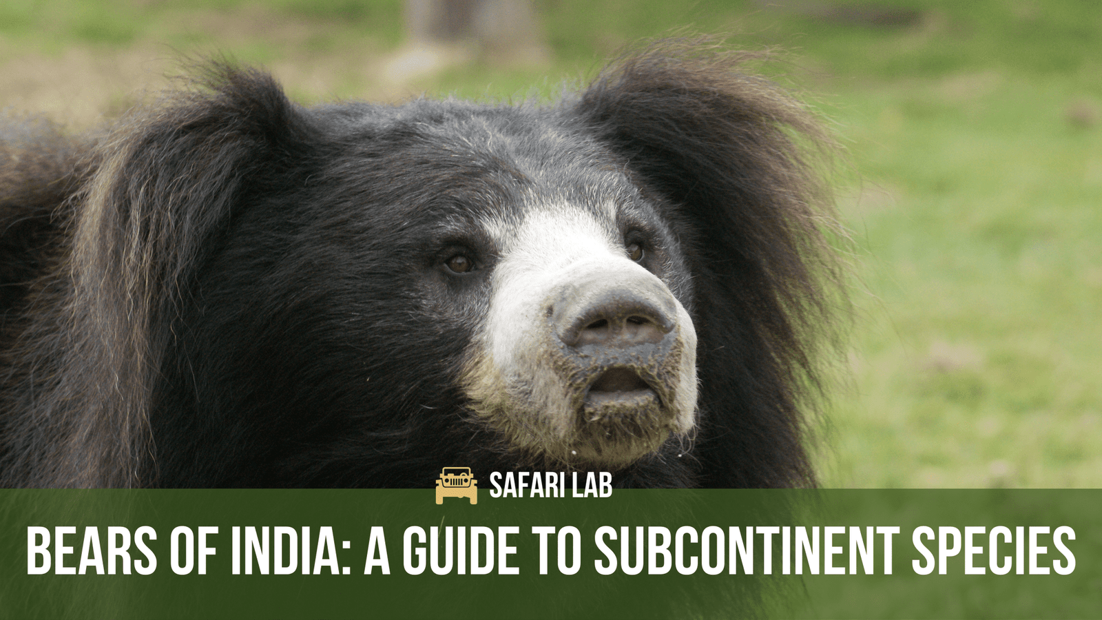 Bears of India: A Definitive Guide to Subcontinent Species - Safari Lab ...