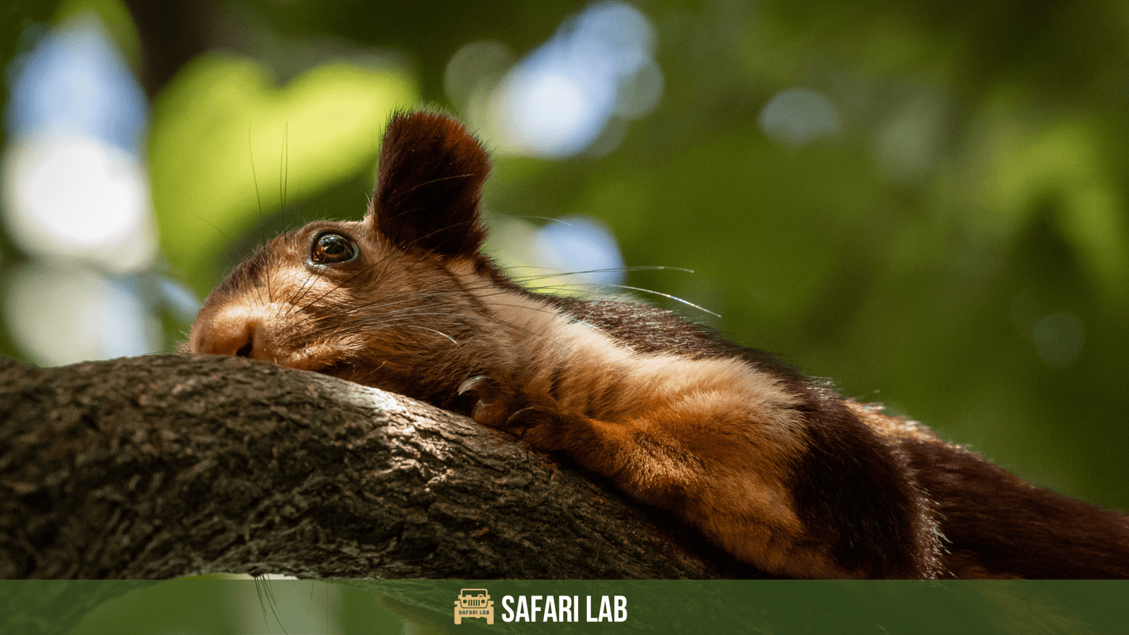 Giant Indian Squirrel: A Colorful Forest Gem - Safari Lab | Tiger ...