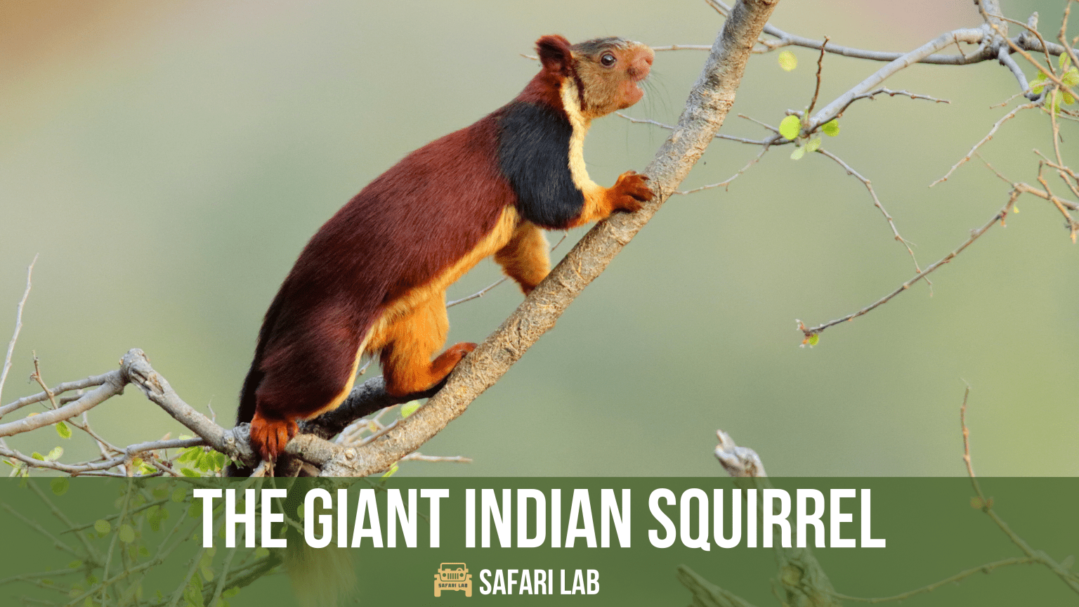 Giant Indian Squirrel: A Colorful Forest Gem - Safari Lab | Tiger ...