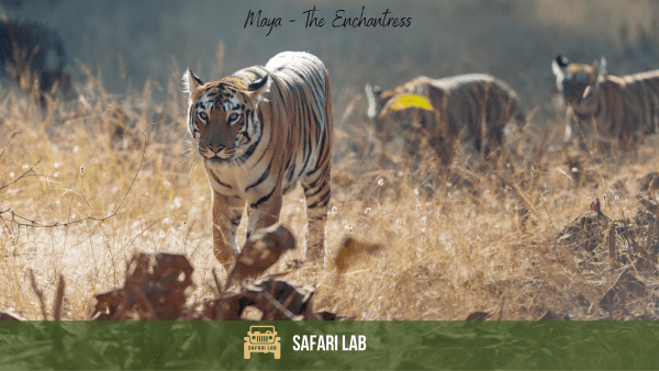 Famous Tigers of India: A Guide to the most photographed big cats in ...