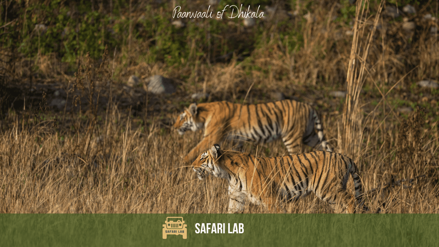 Famous Tigers of India: A Guide to the most photographed big cats in ...