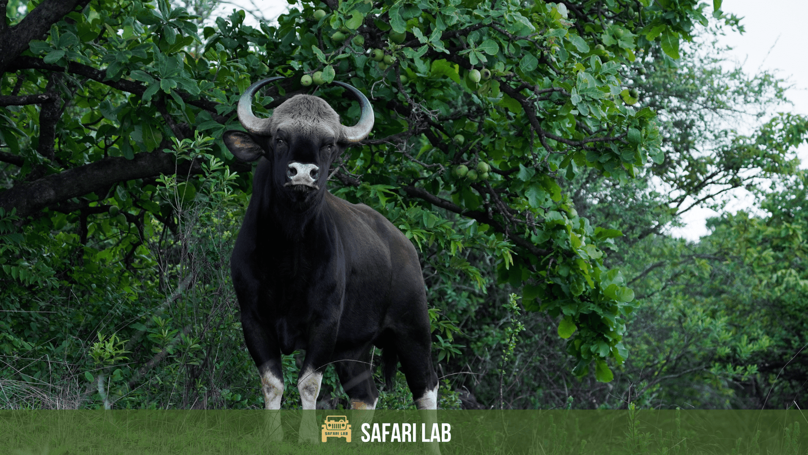 Indian Bison: Giants of the Wild - Safari Lab | Tiger Safari in India ...