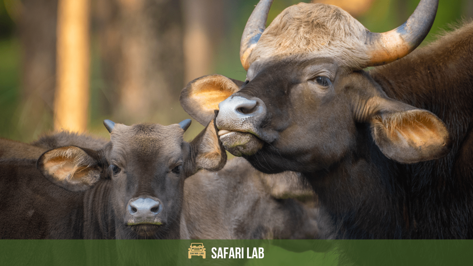 Indian Bison: Giants of the Wild - Safari Lab | Tiger Safari in India ...