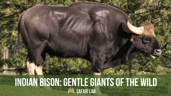 Indian Bison: Giants of the Wild - Safari Lab | Tiger Safari in India ...