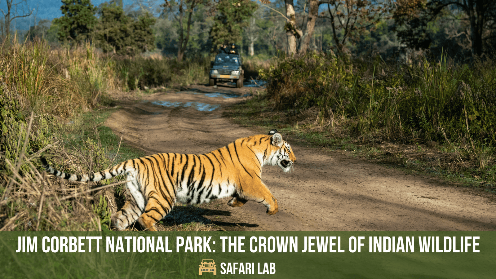 Jim Corbett National Park: The Crown Jewel of Indian Wildlife - Safari ...