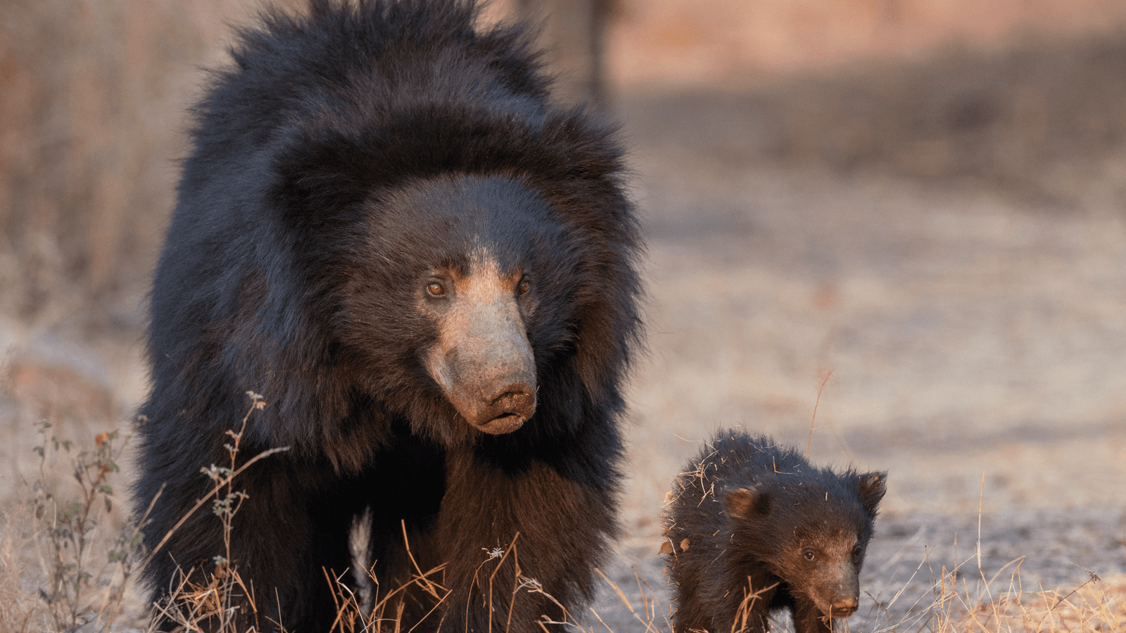 Bears of India: A Definitive Guide to Subcontinent Species - Safari Lab ...