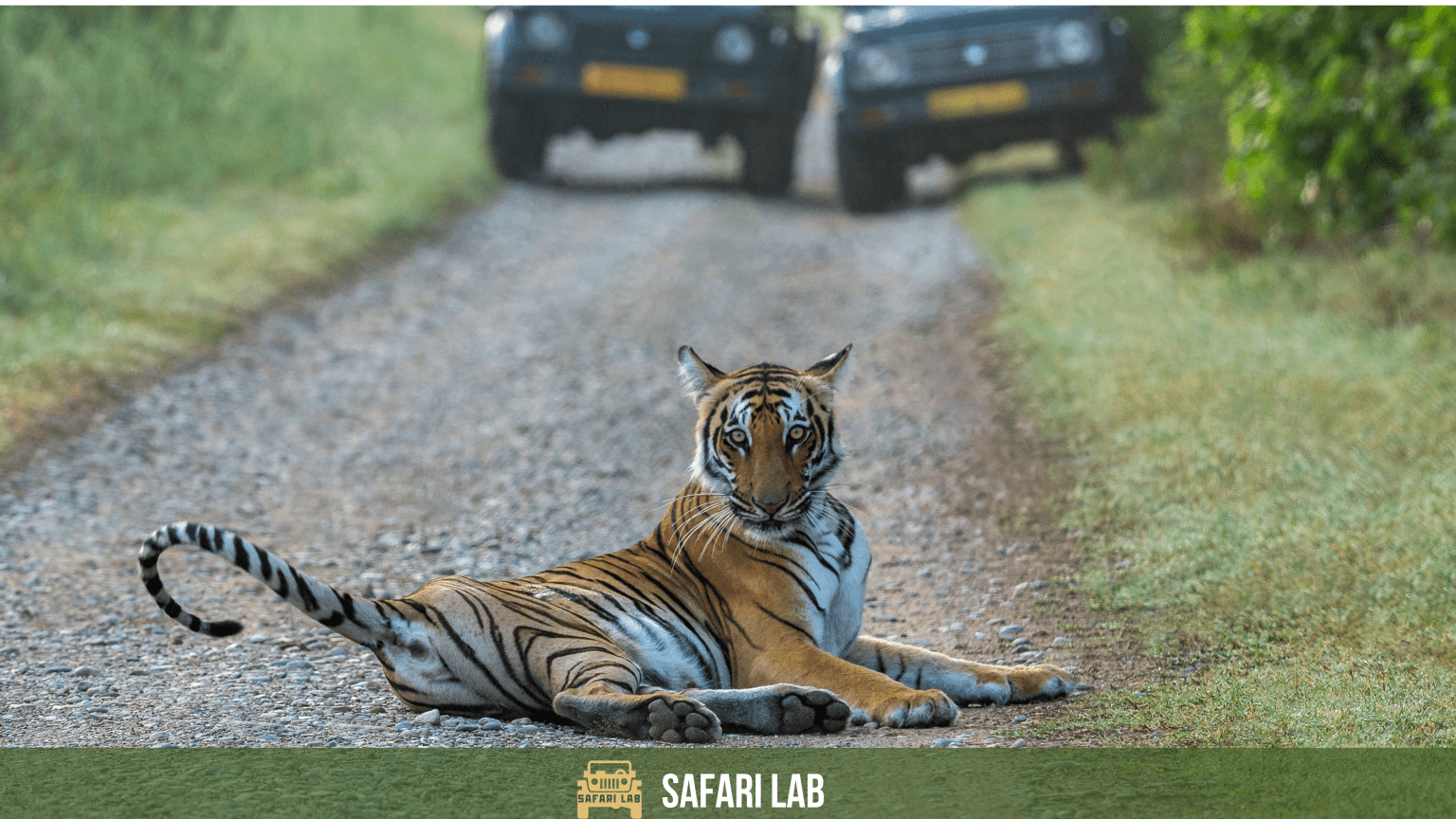 5 Tips For Your First Wildlife Safari in India - Safari Lab | Tiger ...
