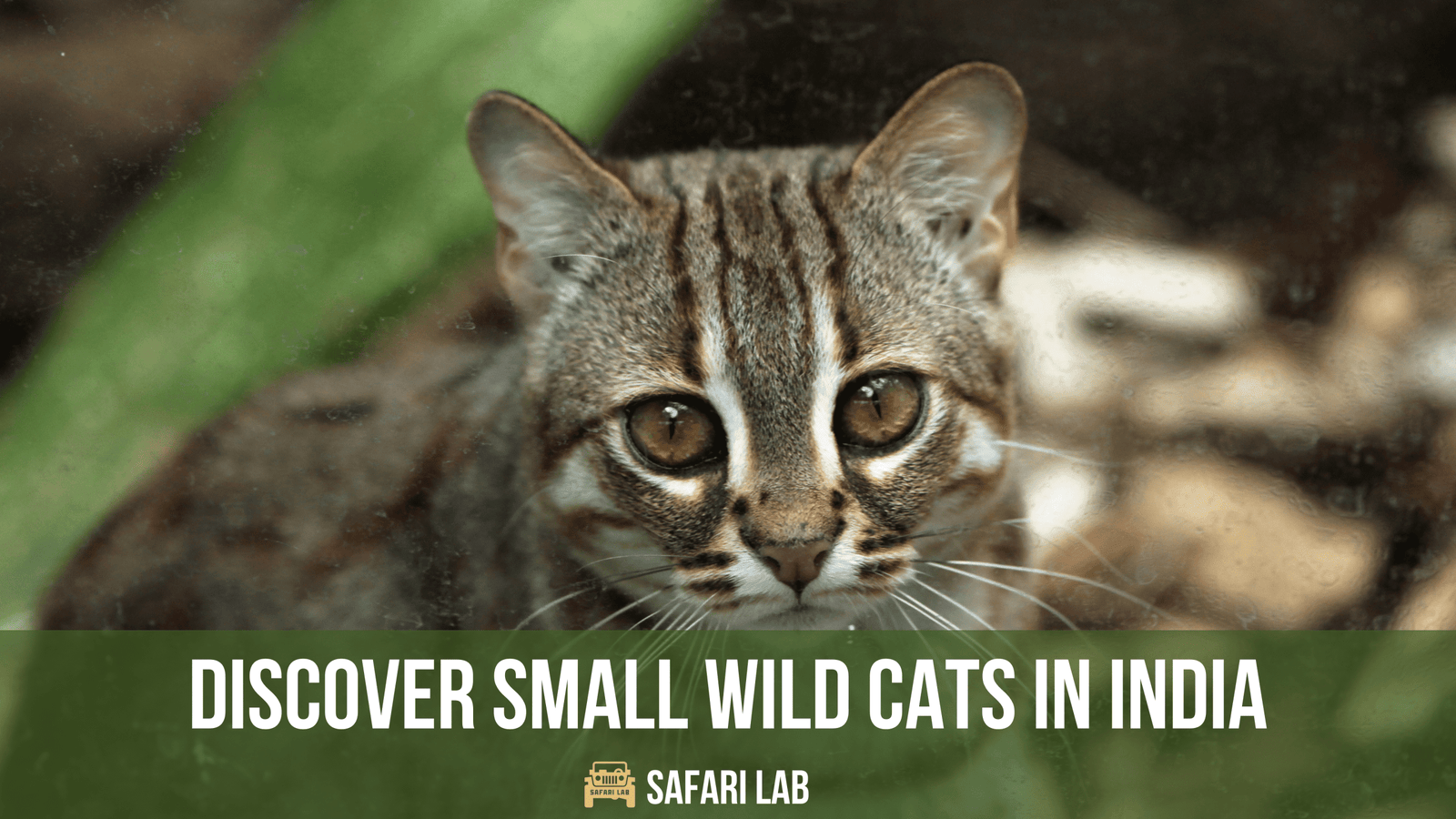 Discover Small Wild Cats in India: A Guide - Safari Lab | Tiger Safari ...
