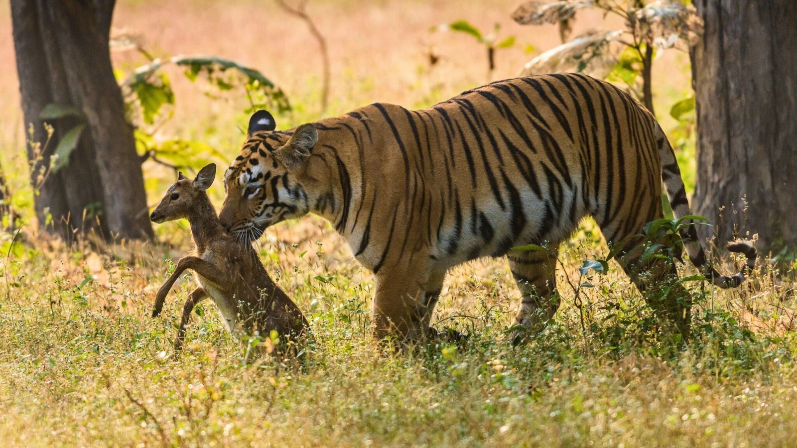 Matkasur Tiger: Pride of India's Wildlife Reserves