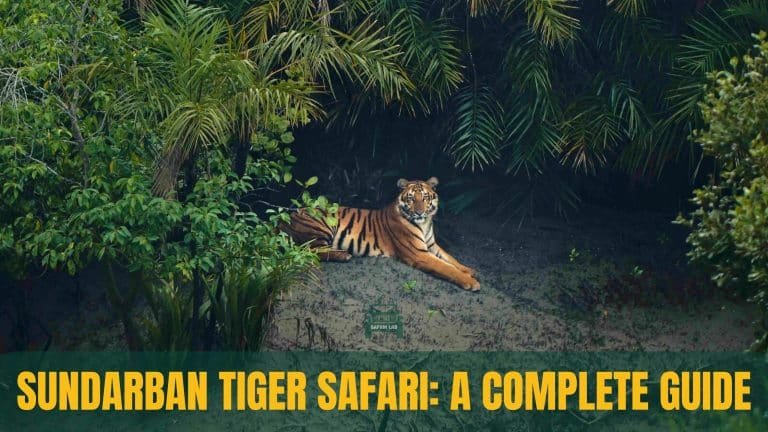 Sundarban Tiger Safari: How to Spot the Elusive Royal Bengal Tiger ...