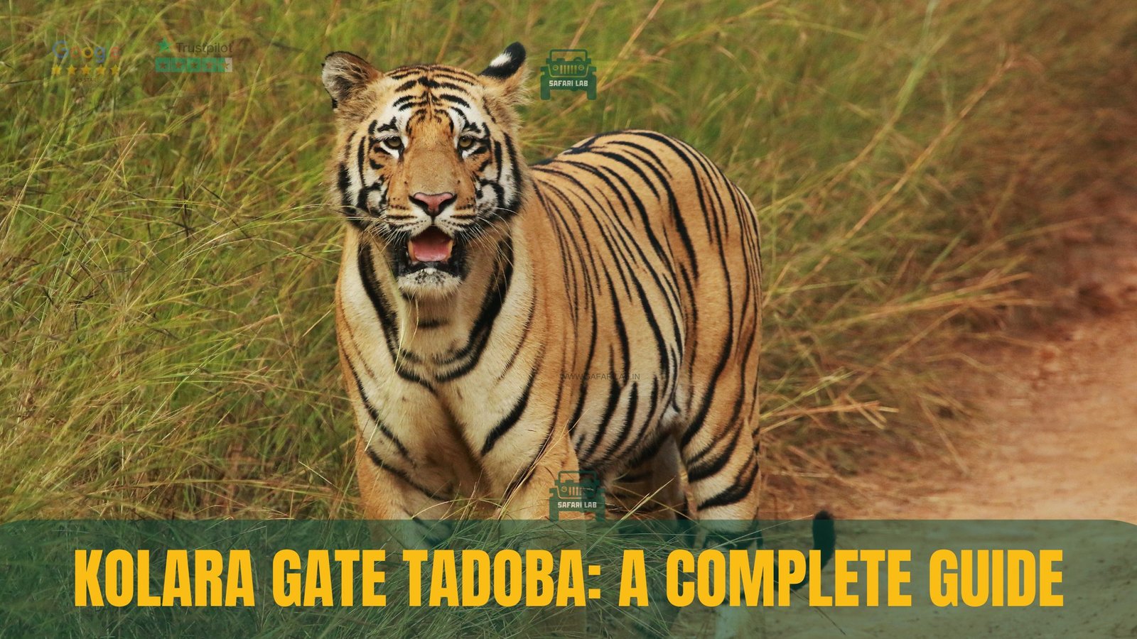 Kolara Gate Tadoba - The Underrated Beauty - Safari Lab | Tiger Safari ...