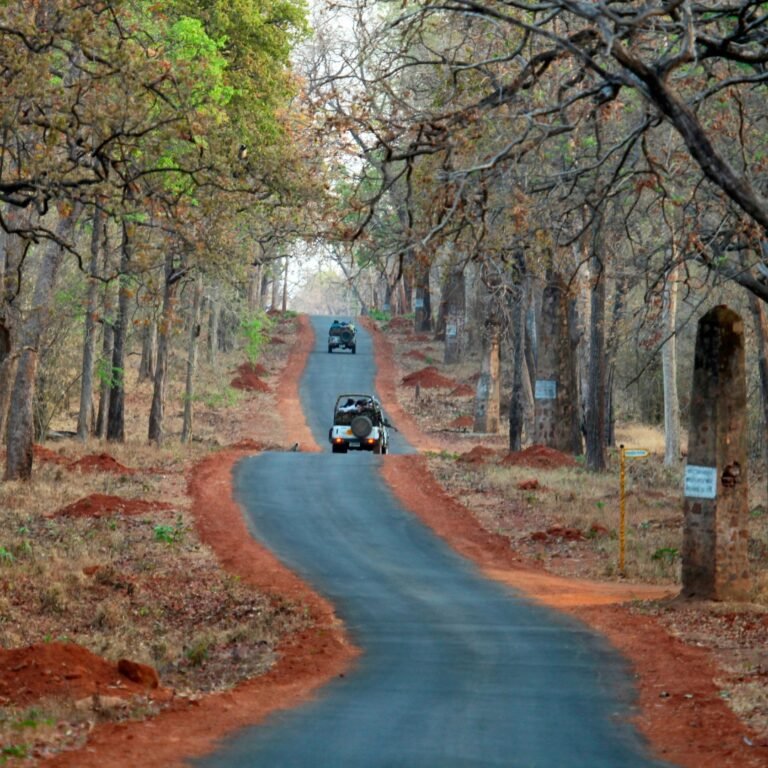 Tadoba - Safari Lab | Tiger Safari in India | Wildlife Tour Packages