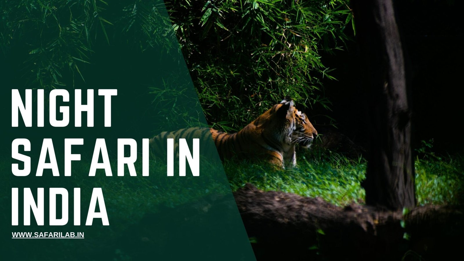 Safari Lab | Tiger Safari in India | Wildlife Tour Packages