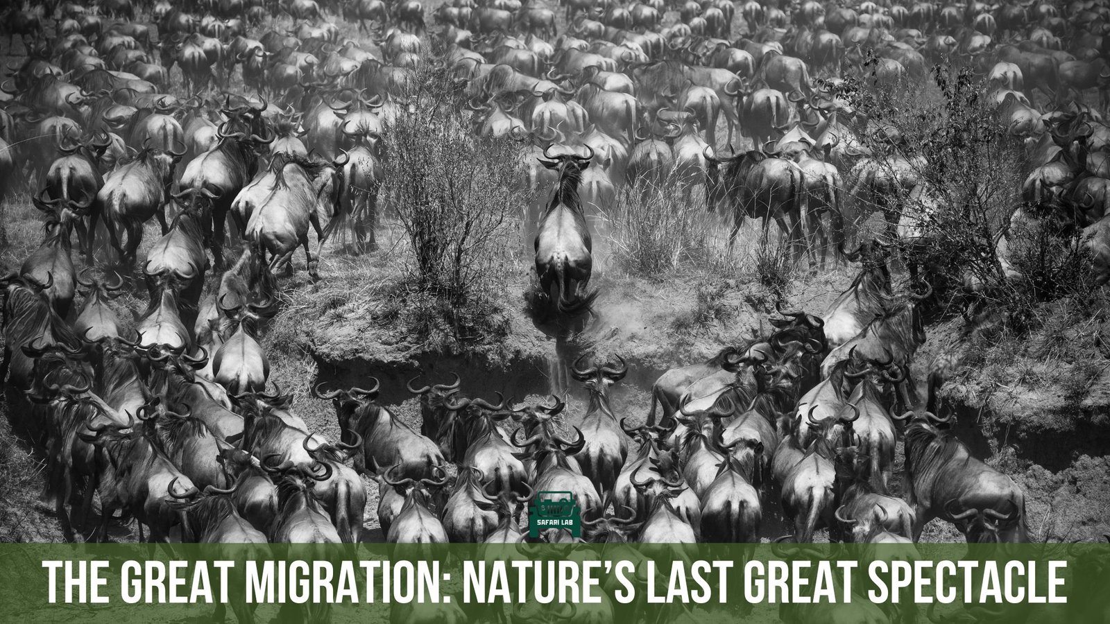 Masai Mara - Safari Lab | Tiger Safari in India | Wildlife Tour Packages