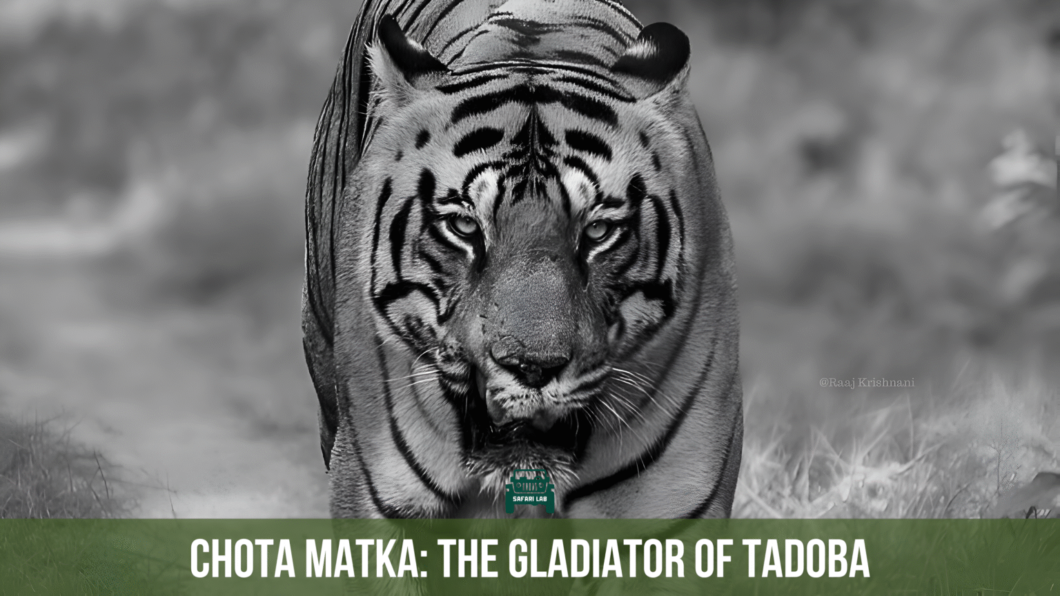 Chota Matka : The Powerful Gladiator of Tadoba - Safari Lab | Tiger ...